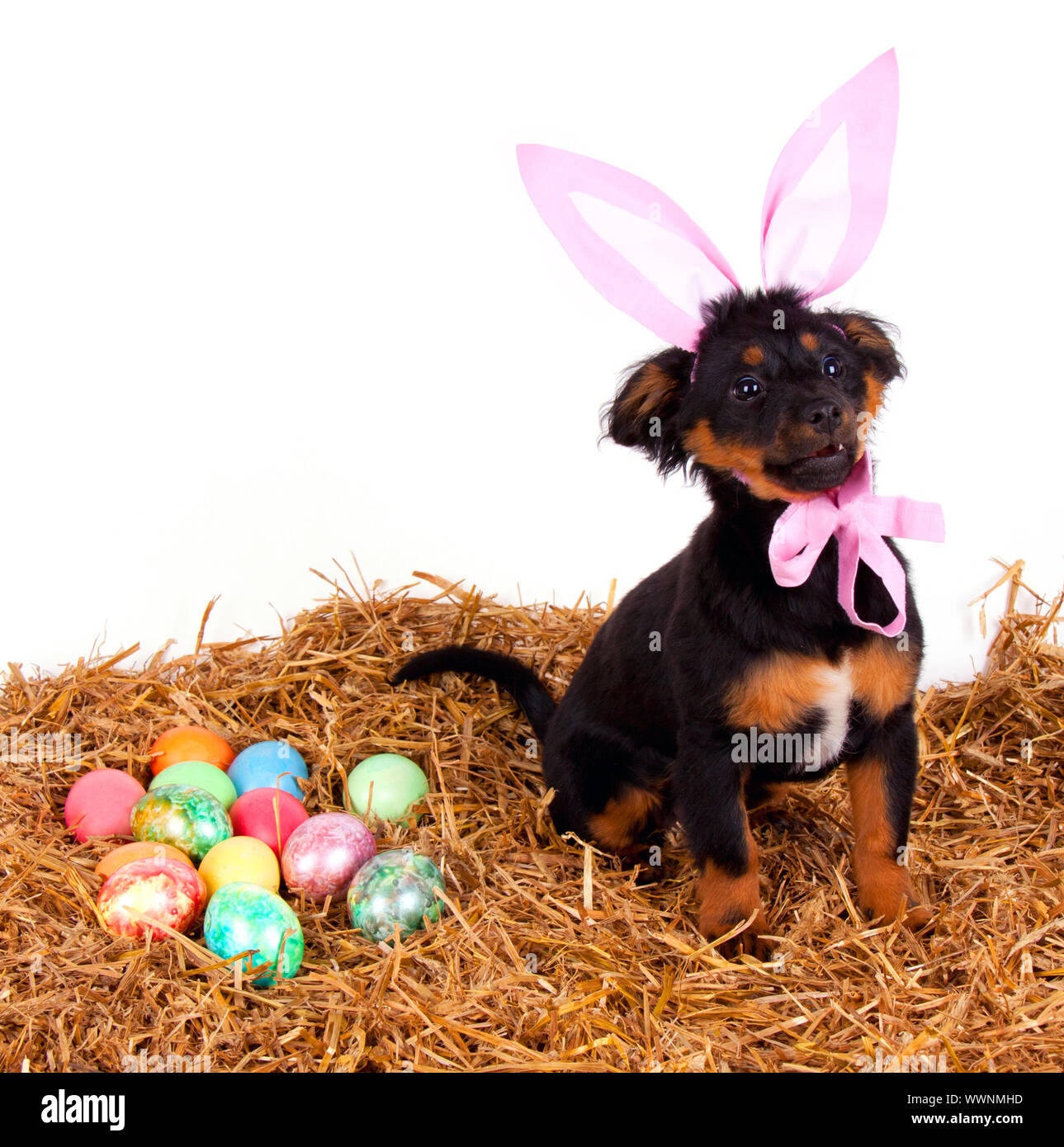 Funny dog ears hi-res stock photography and images - Alamy