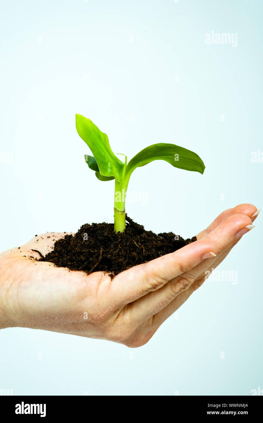 growing green plant in a hand isolated Stock Photo - Alamy