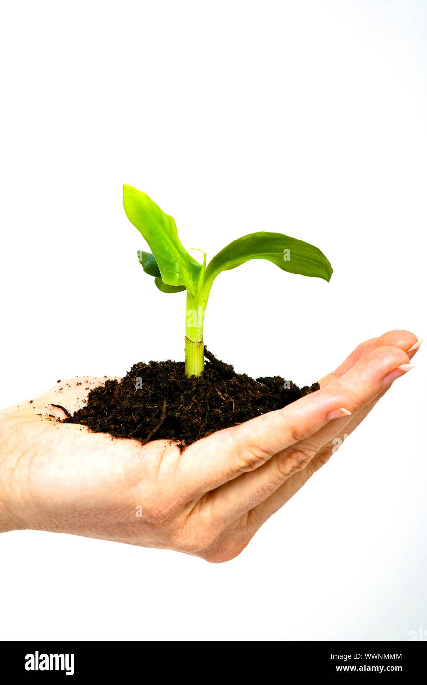 growing green plant in a hand isolated Stock Photo - Alamy