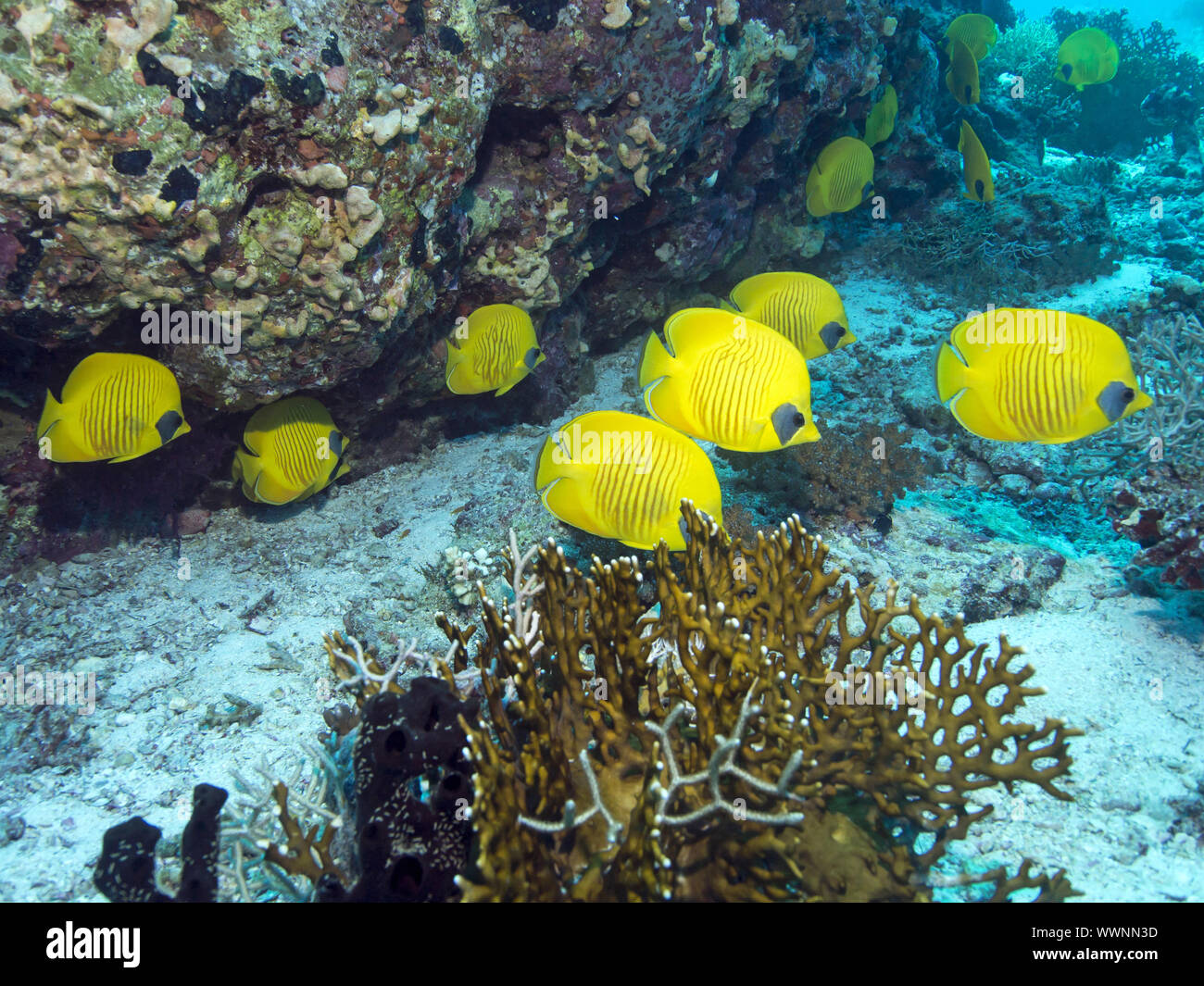 Blue cheeked butterflyfish hi-res stock photography and images - Alamy