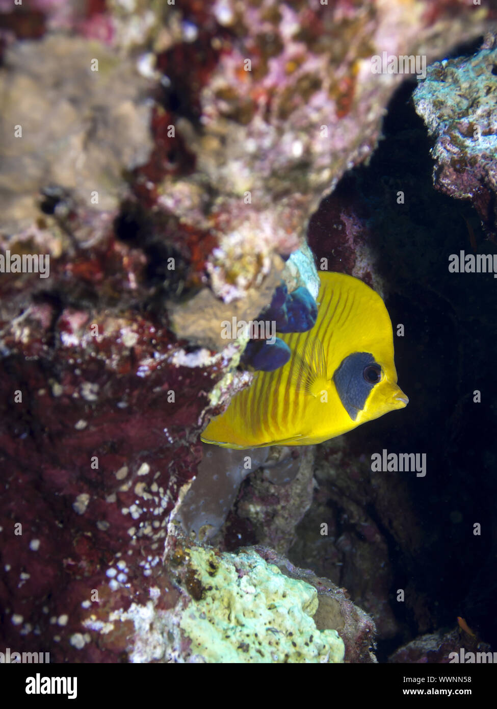 Bluecheek butterflyfish hi-res stock photography and images - Alamy