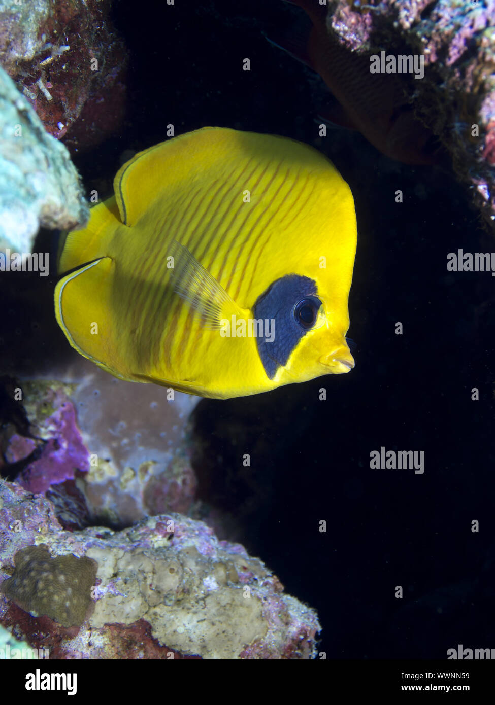 Bluecheek butterflyfish hi-res stock photography and images - Alamy