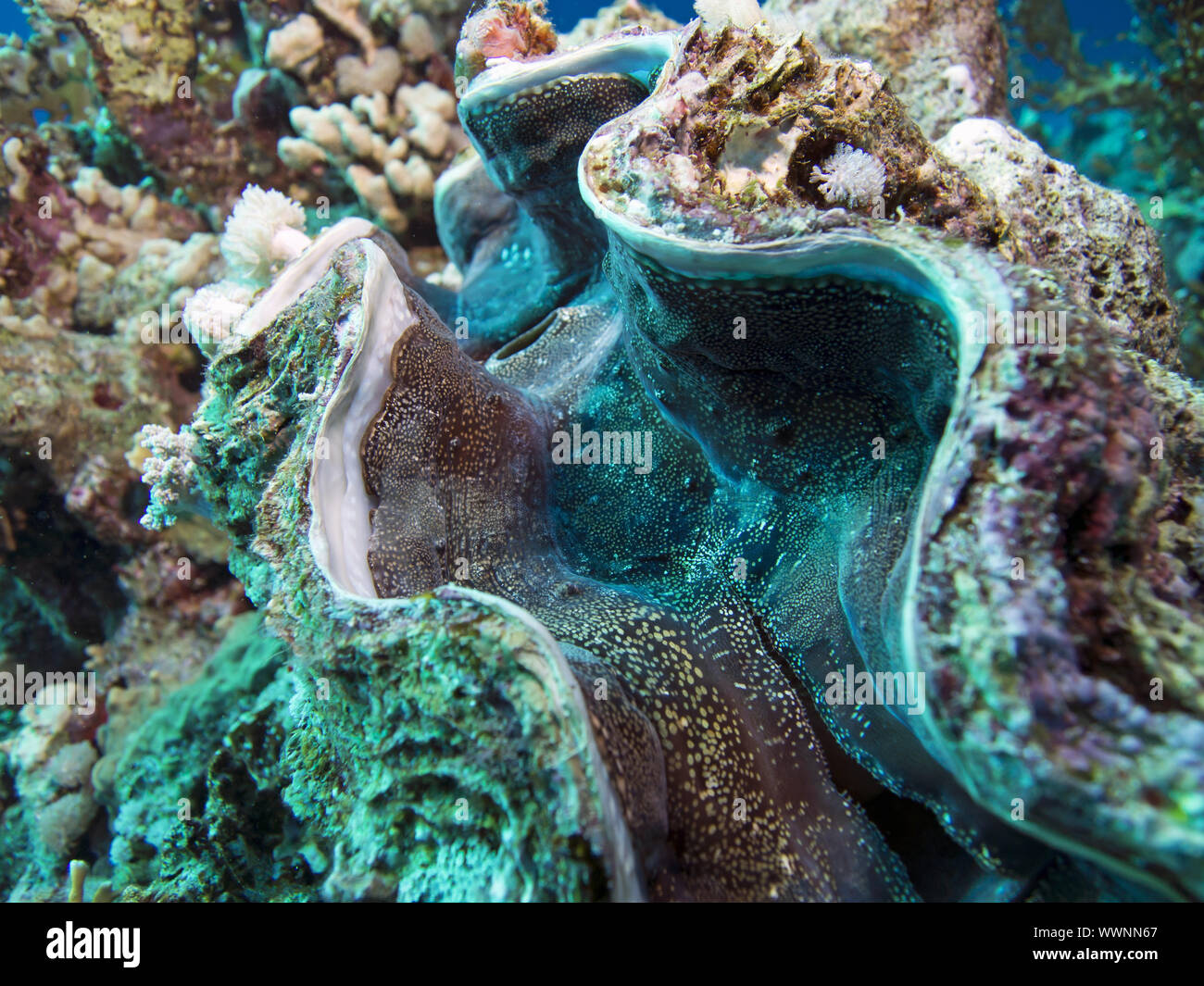 Sea clam hi-res stock photography and images - Alamy