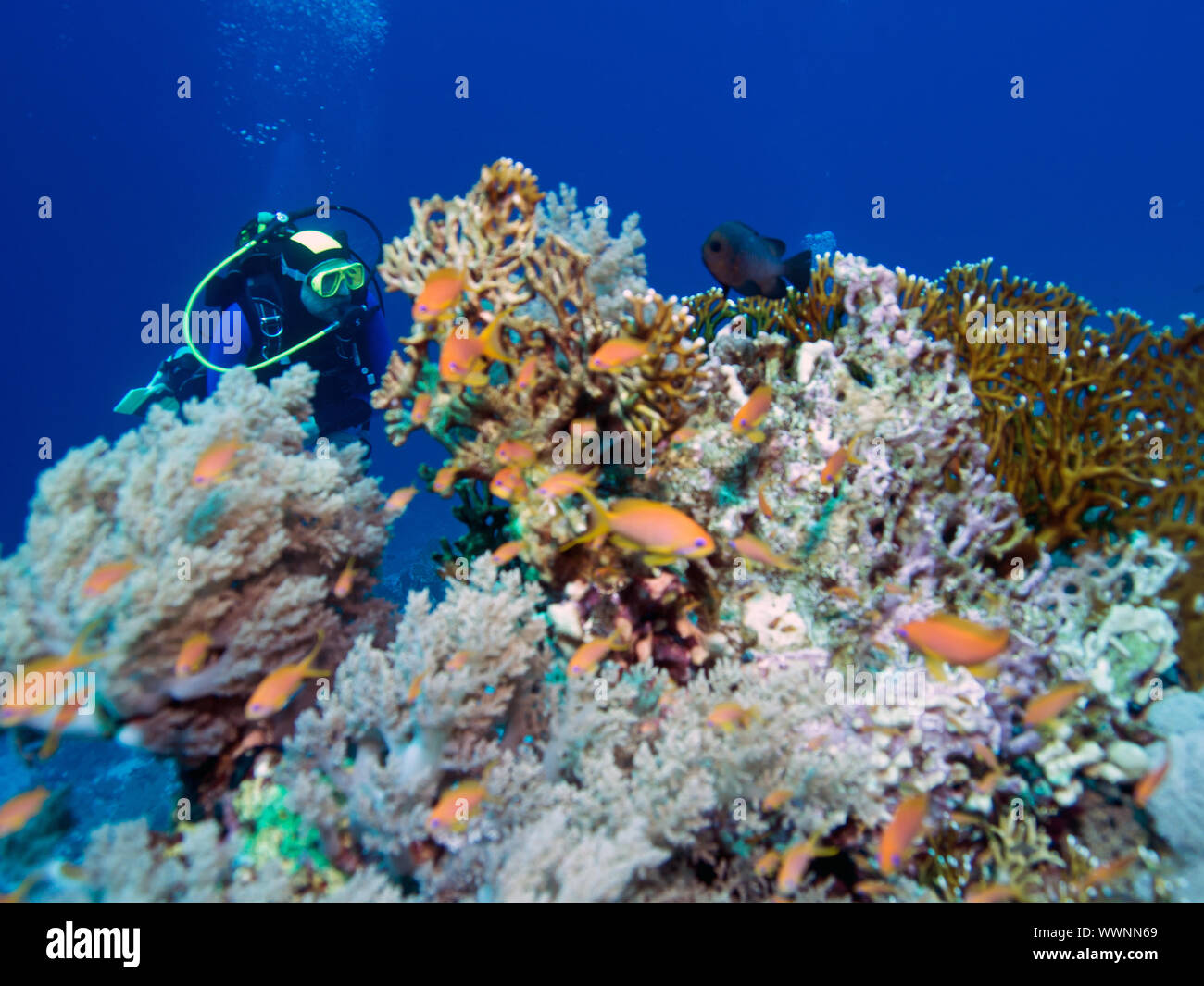 diver in the red sea Stock Photo - Alamy