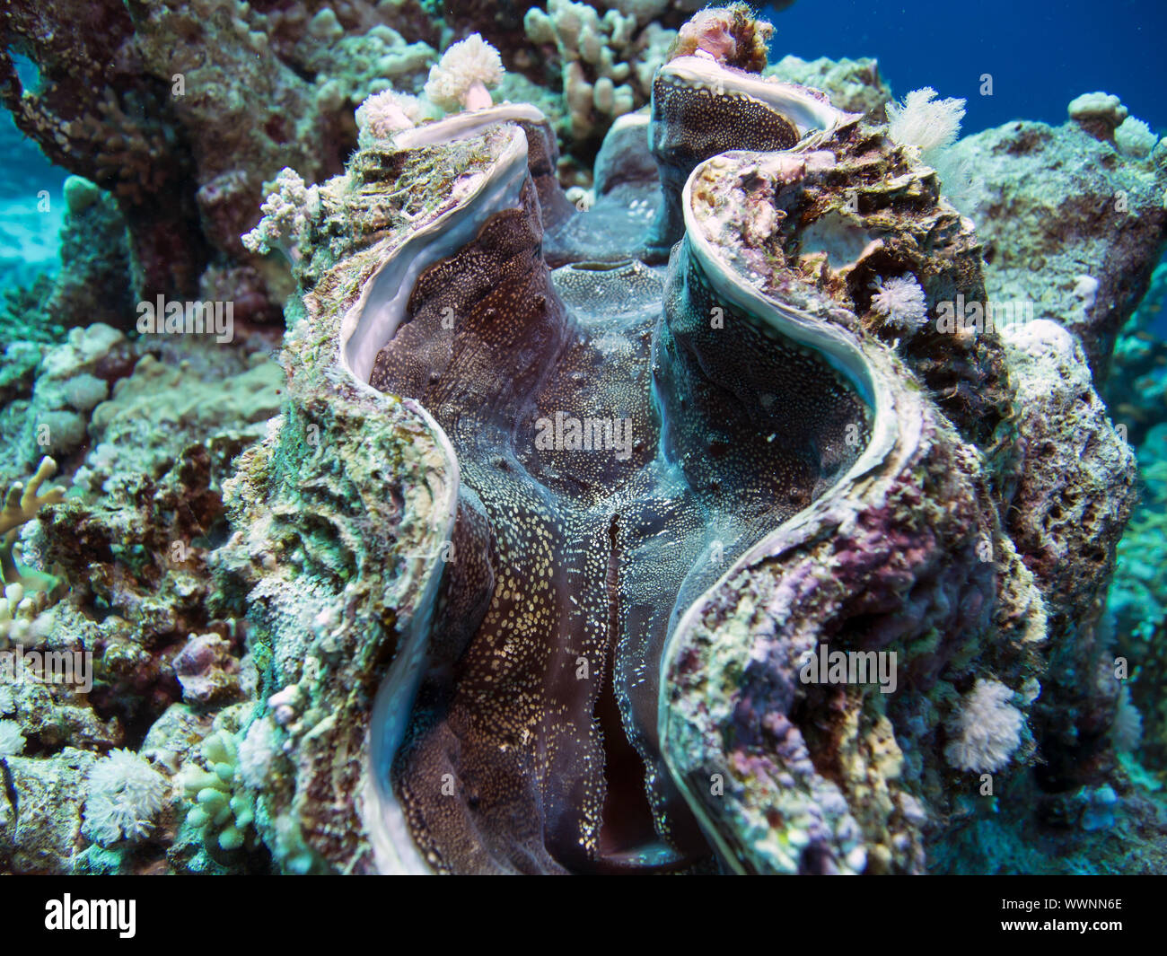 Clam underwater hi-res stock photography and images - Alamy