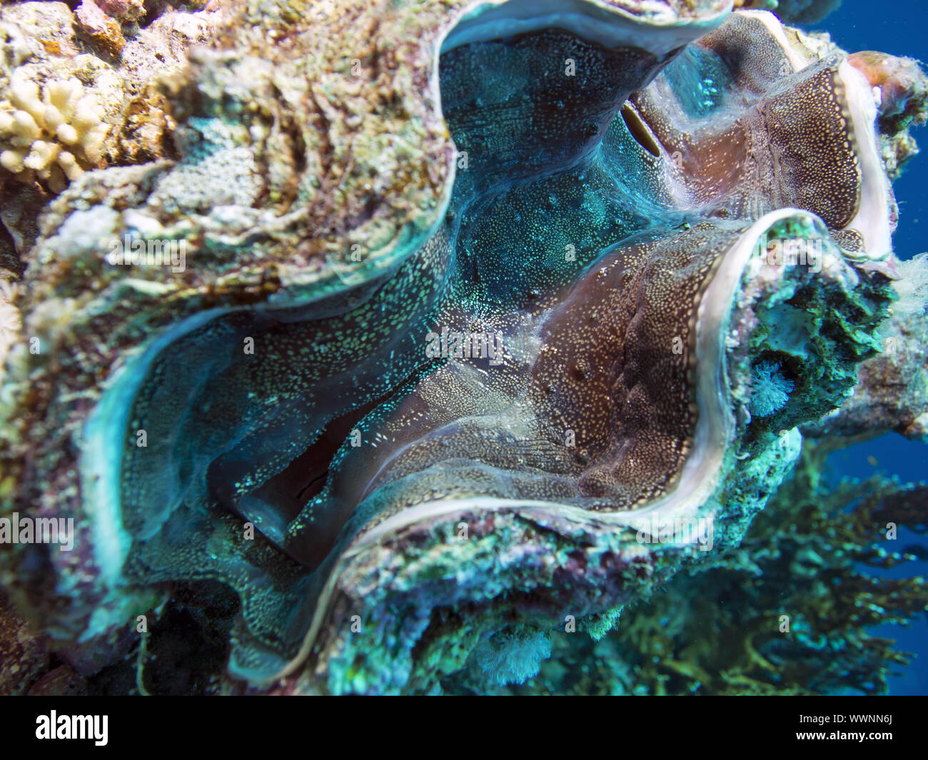 Clam sea hi-res stock photography and images - Alamy
