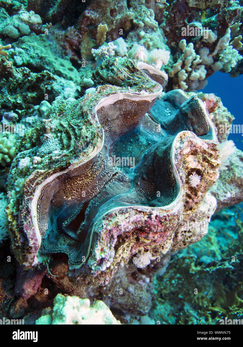 Underwater giant clam hi-res stock photography and images - Alamy