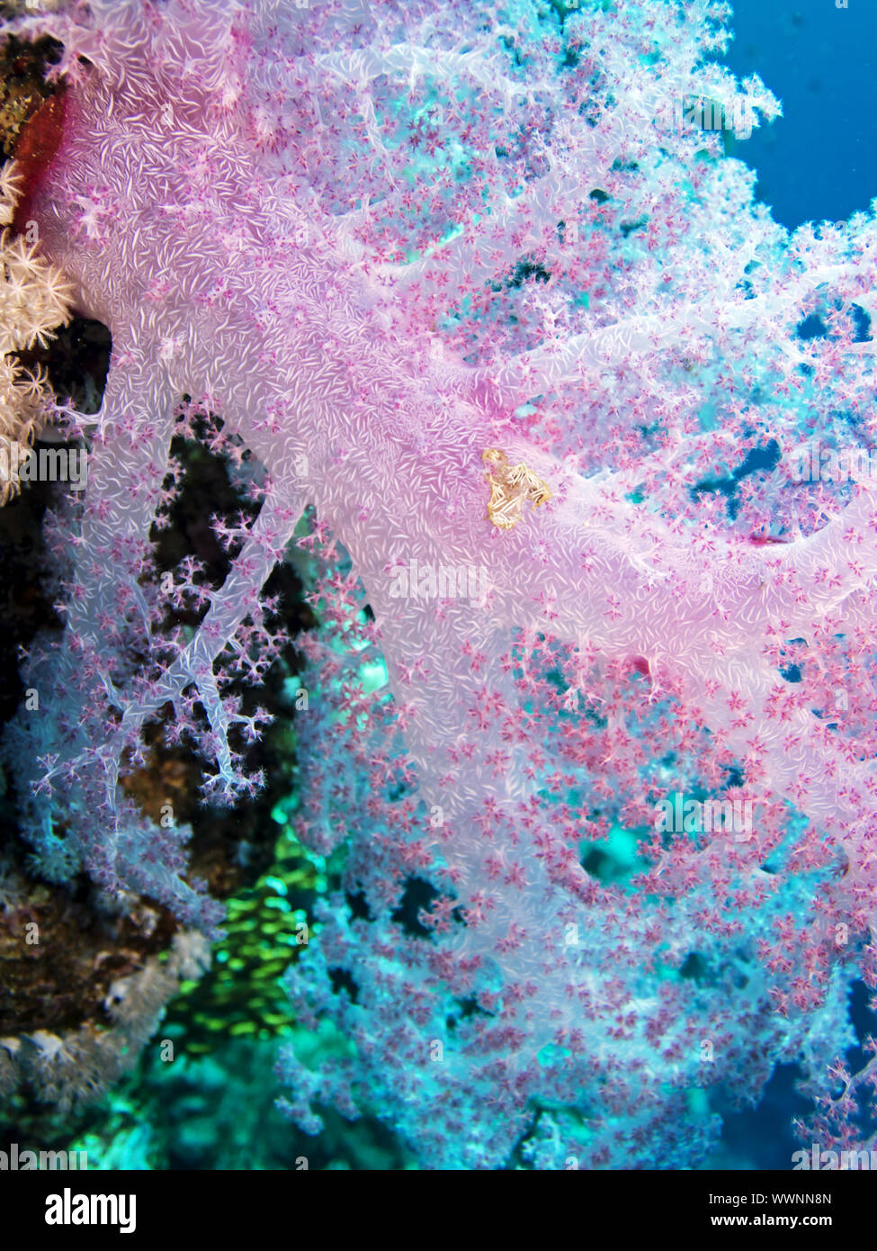 Softcoral hi-res stock photography and images - Alamy