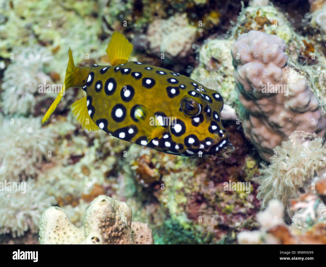 Boxfish hi-res stock photography and images - Alamy
