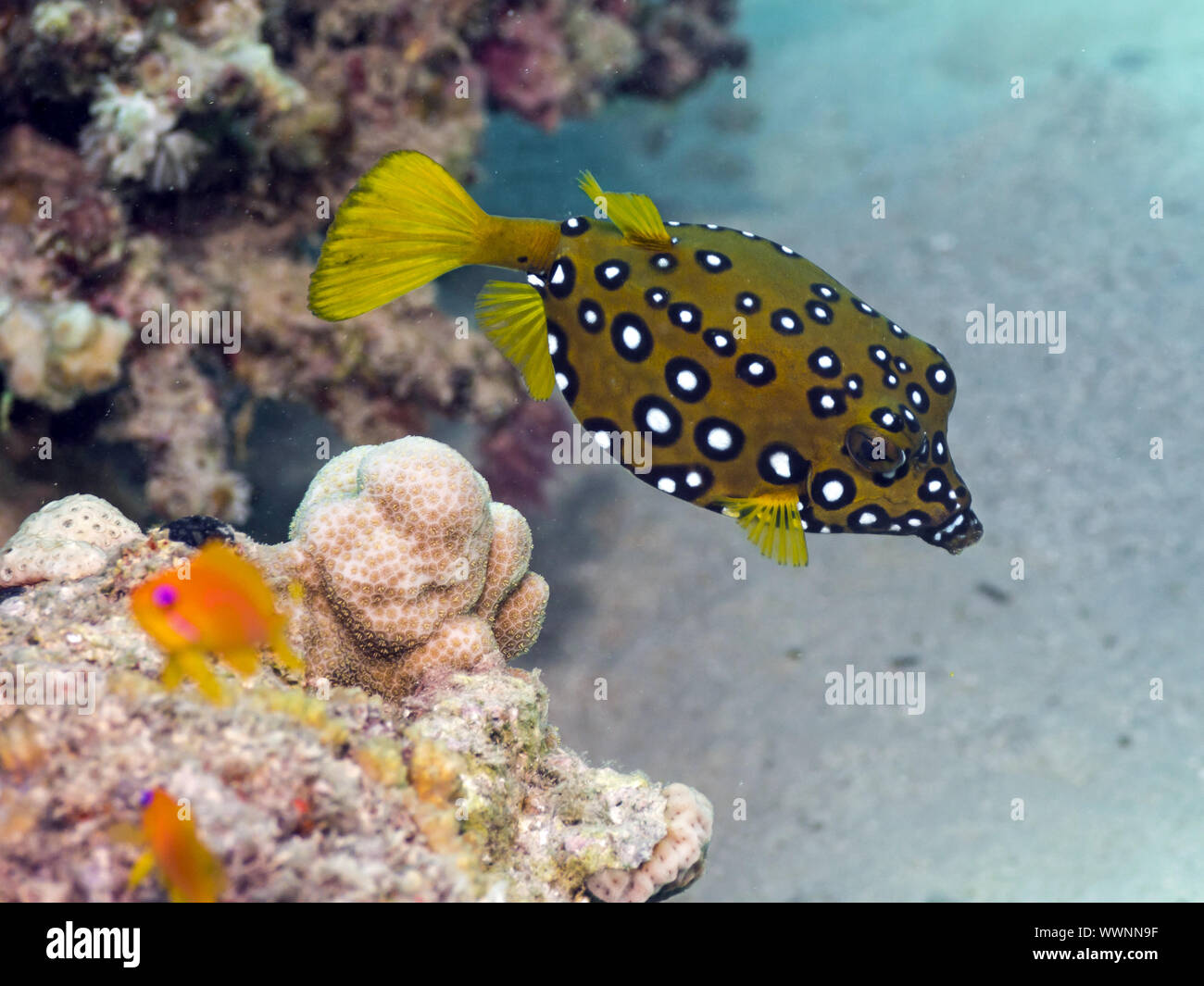 Red Sea Boxfish High Resolution Stock Photography and Images - Alamy