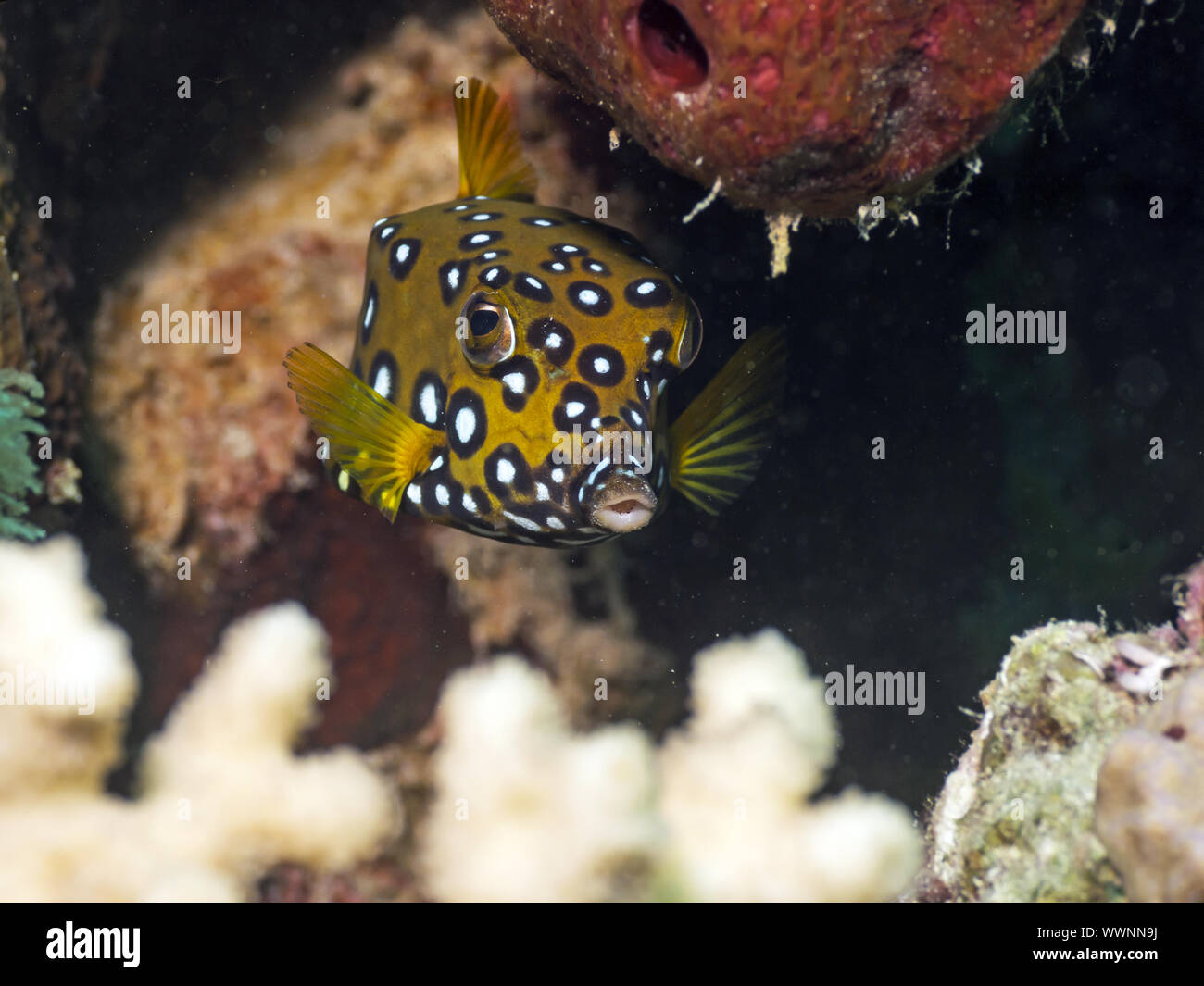 Red Sea Boxfish High Resolution Stock Photography and Images - Alamy