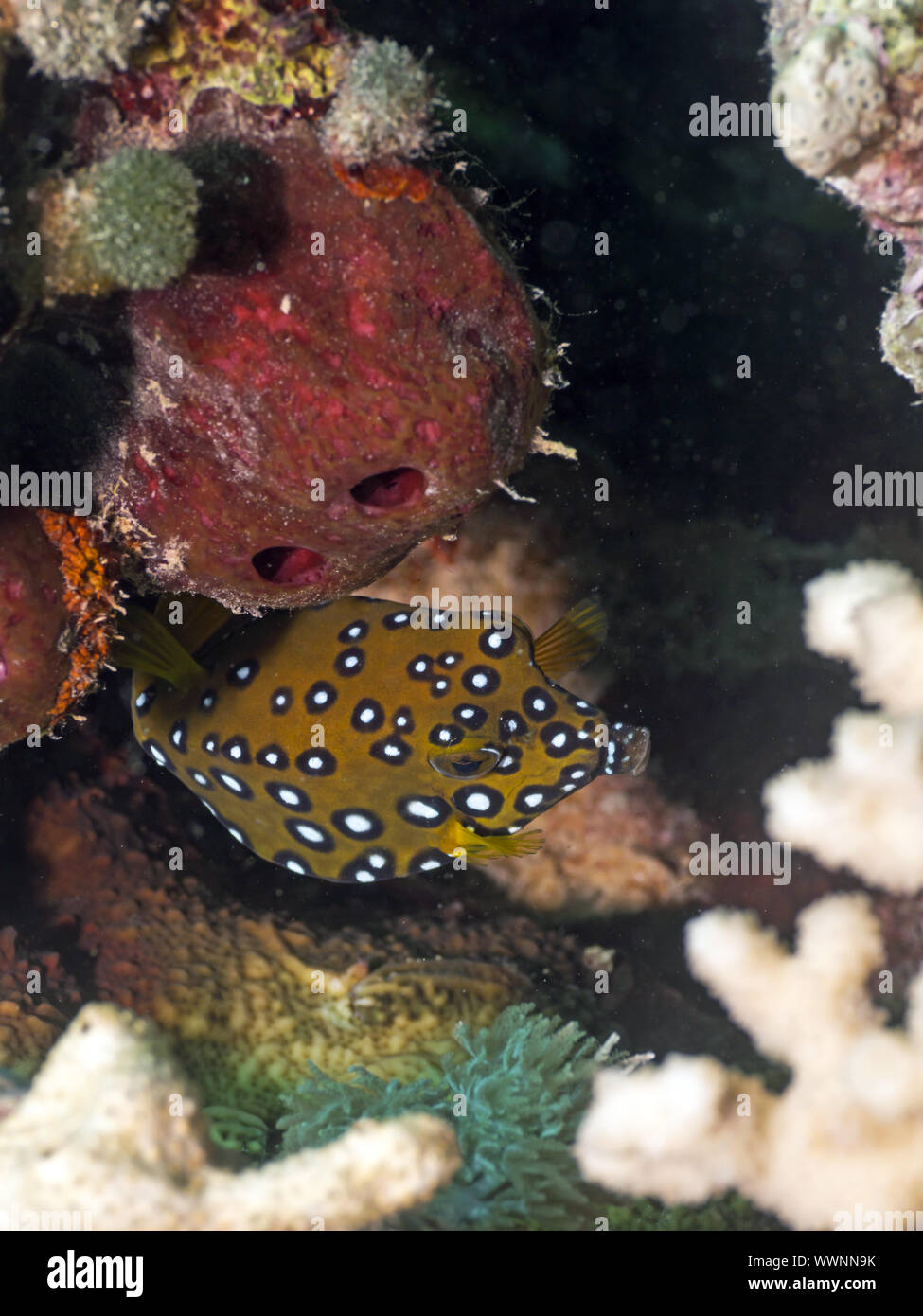 Red sea boxfish hi-res stock photography and images - Alamy