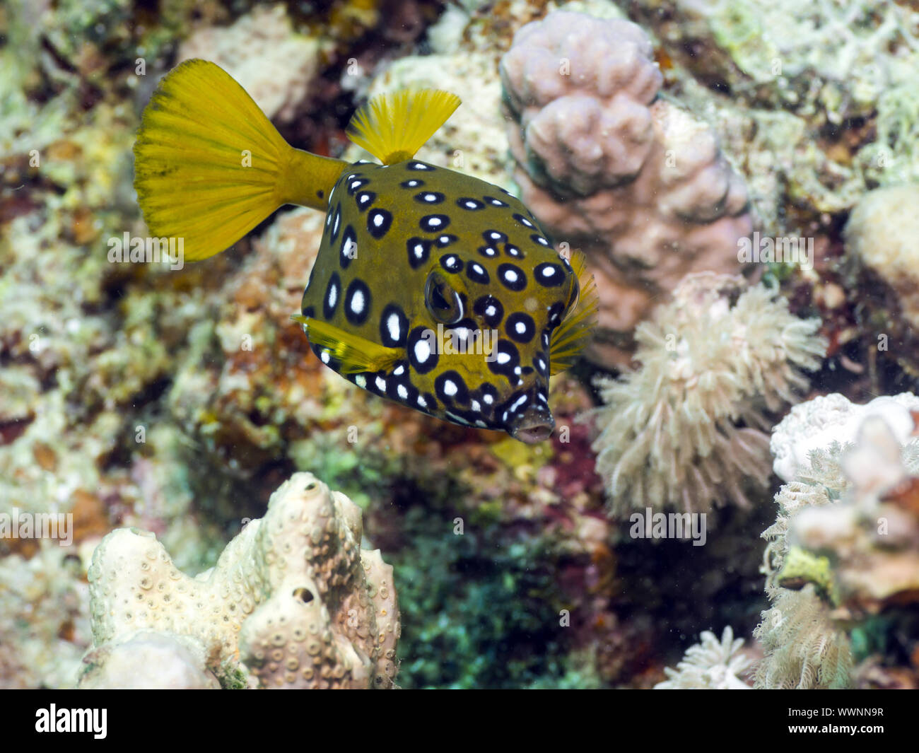 Boxfish hi-res stock photography and images - Alamy