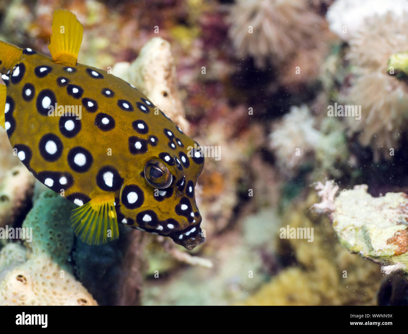 Cofferfish hi-res stock photography and images - Alamy