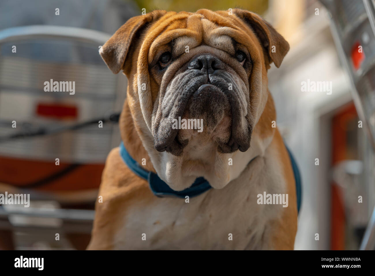 Spanish Bulldog High Resolution Stock Photography and Images - Alamy