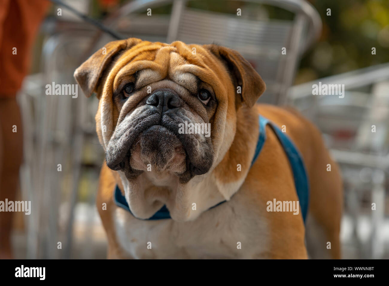 Spanish Bulldog Puppies