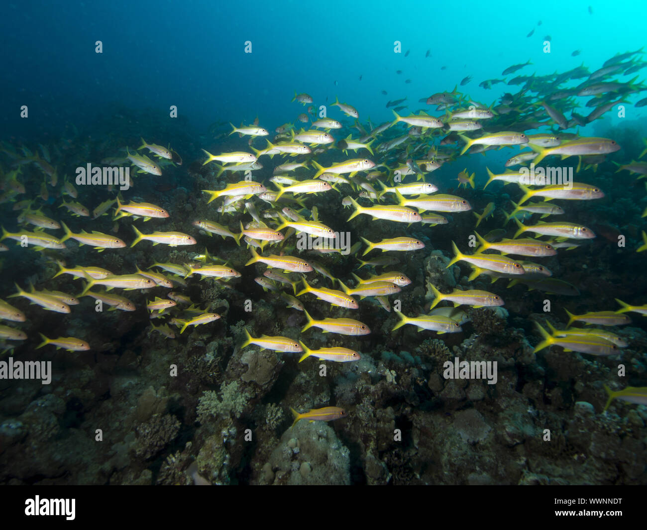 Large school of goatfish Stock Photo - Alamy