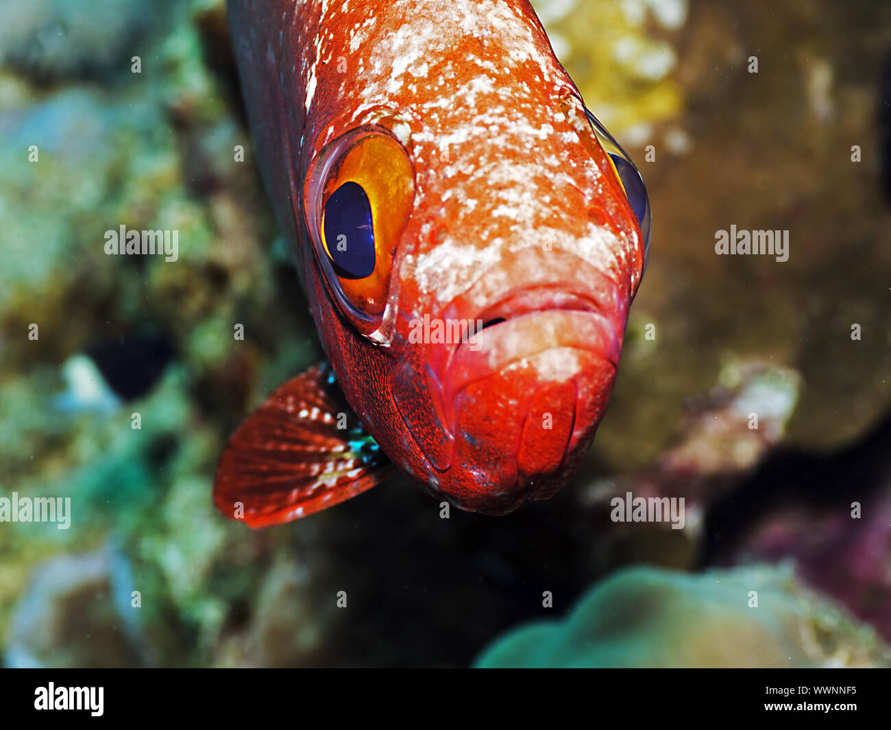 Bigeye fish underwater hi-res stock photography and images - Alamy