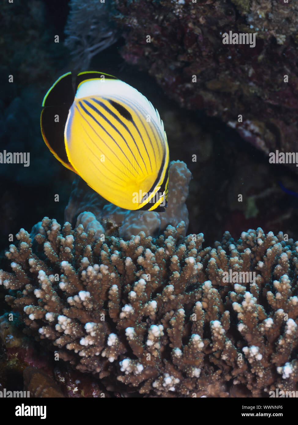 Black tailed butterflyfish hi-res stock photography and images - Alamy