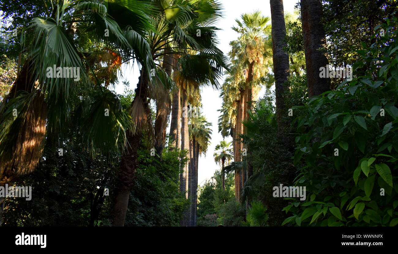 national, garden, trees, flowers, palmtrees, Athens, Greece Stock Photo ...