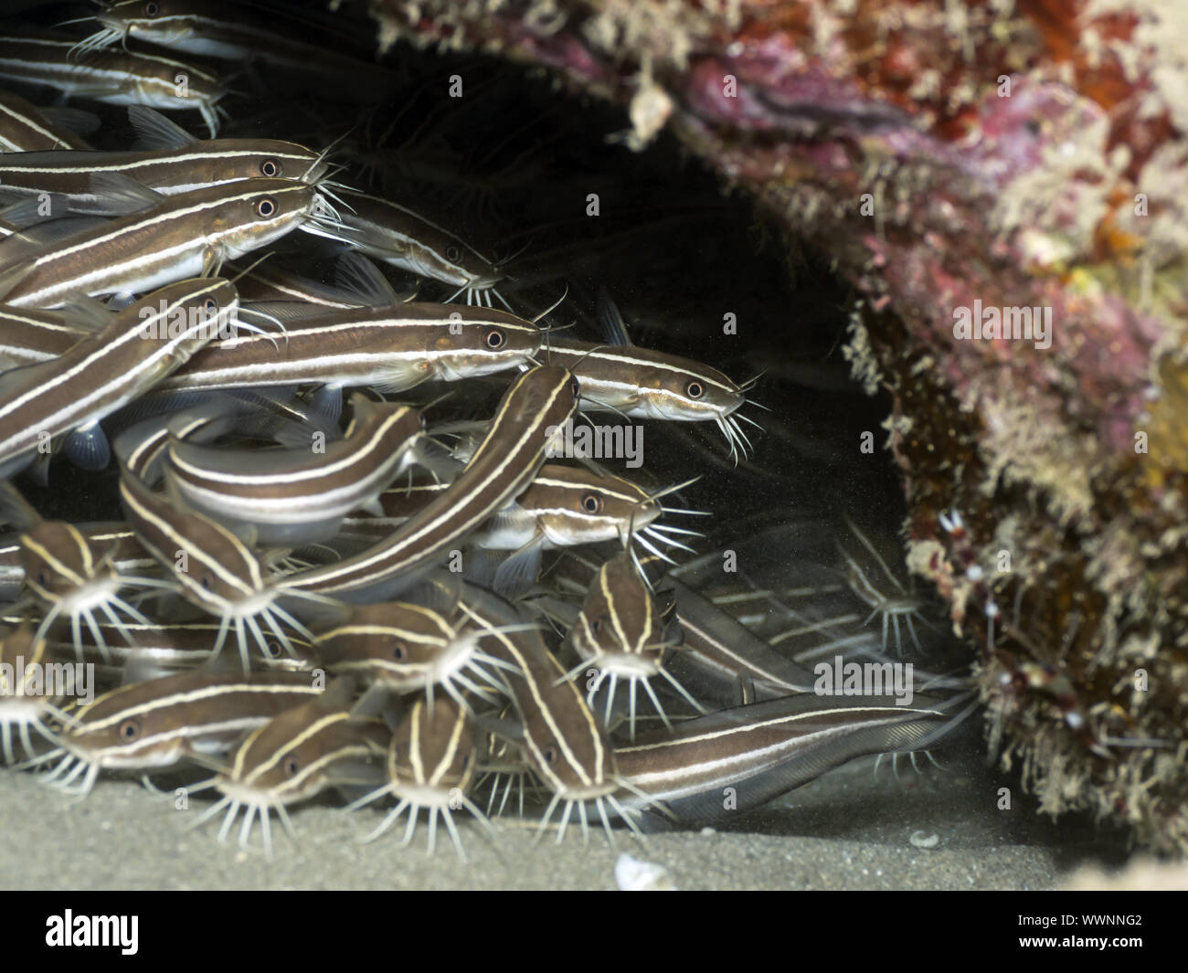 Underwater catfish hi-res stock photography and images - Alamy