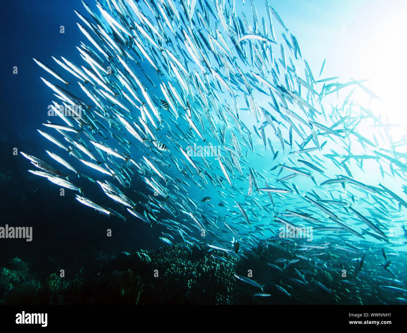 Barracudas hi-res stock photography and images - Alamy