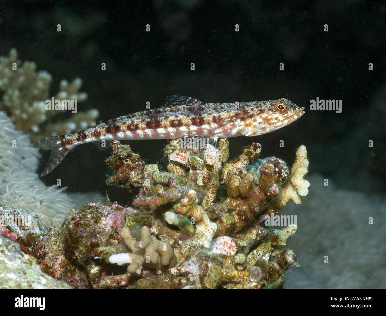 Lizardfish hi-res stock photography and images - Alamy