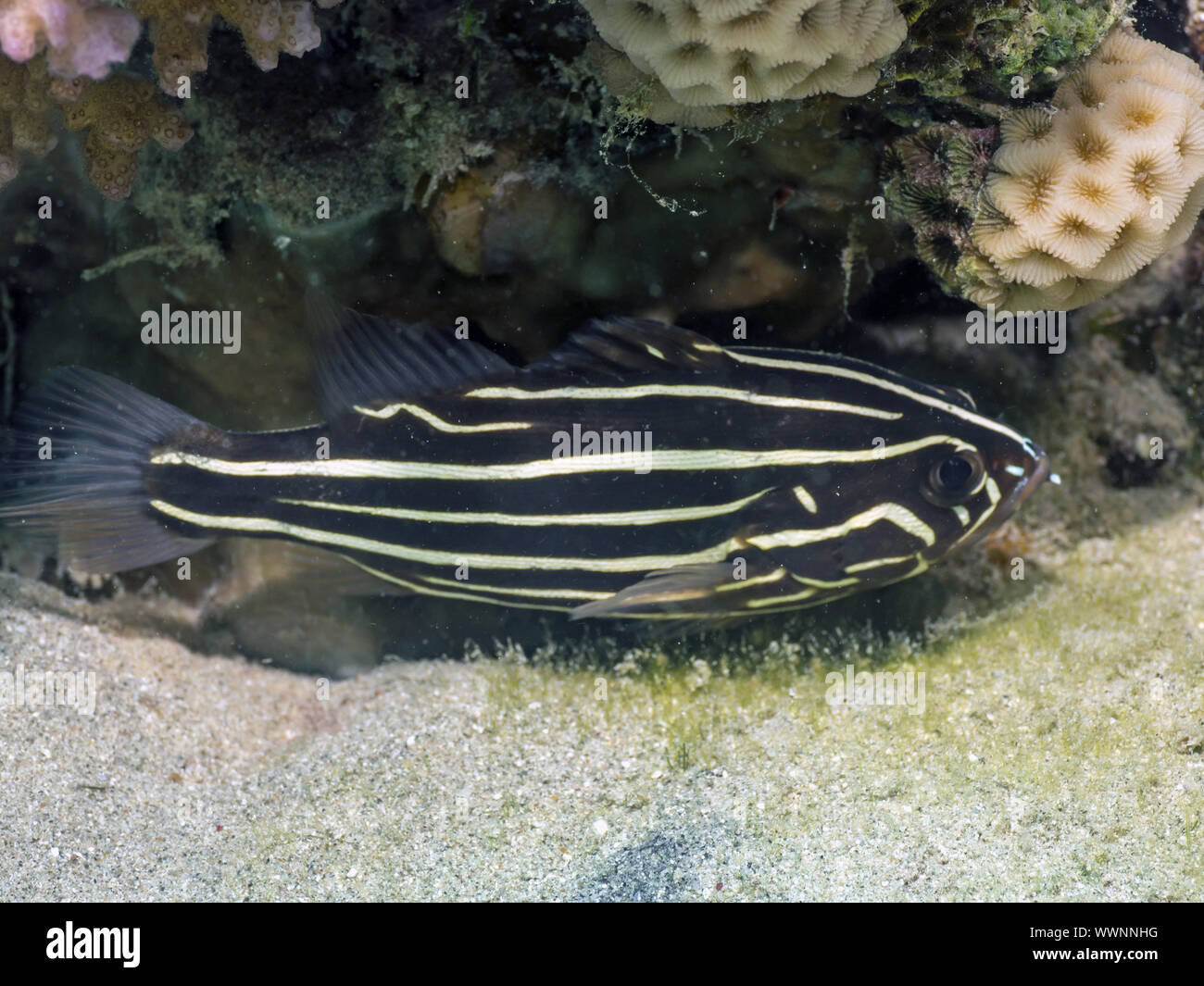 Soapfish hi-res stock photography and images - Alamy