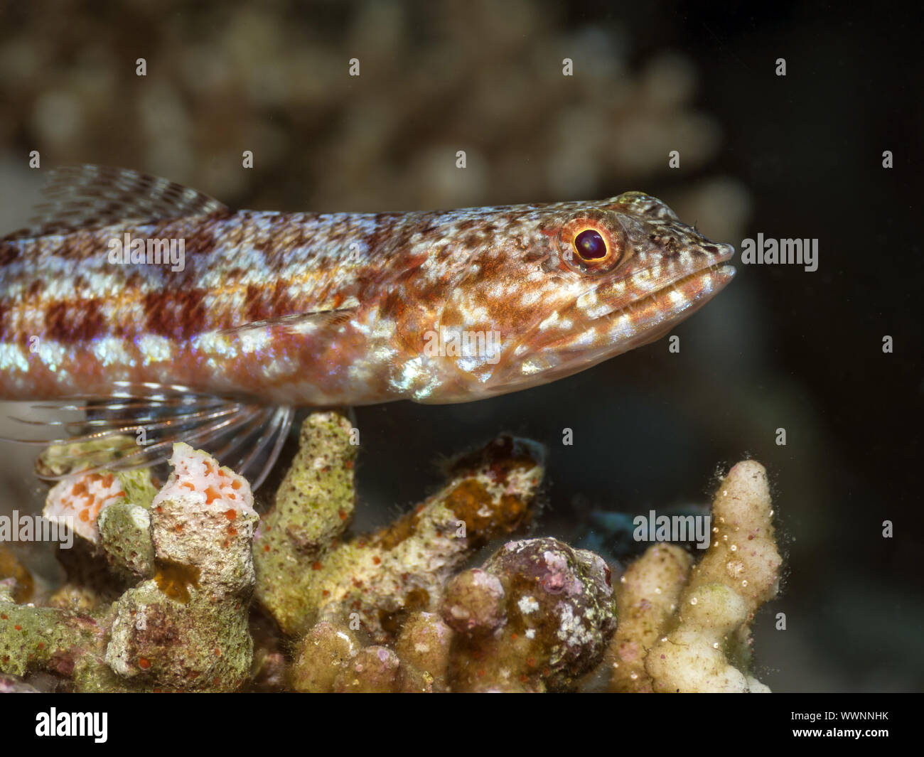 Lizardfishes synodontidae hi-res stock photography and images - Alamy