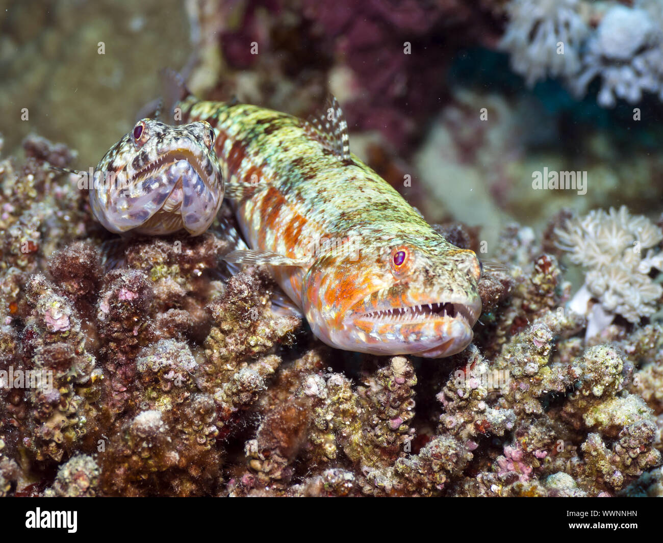 Red lizardfish hi-res stock photography and images - Alamy