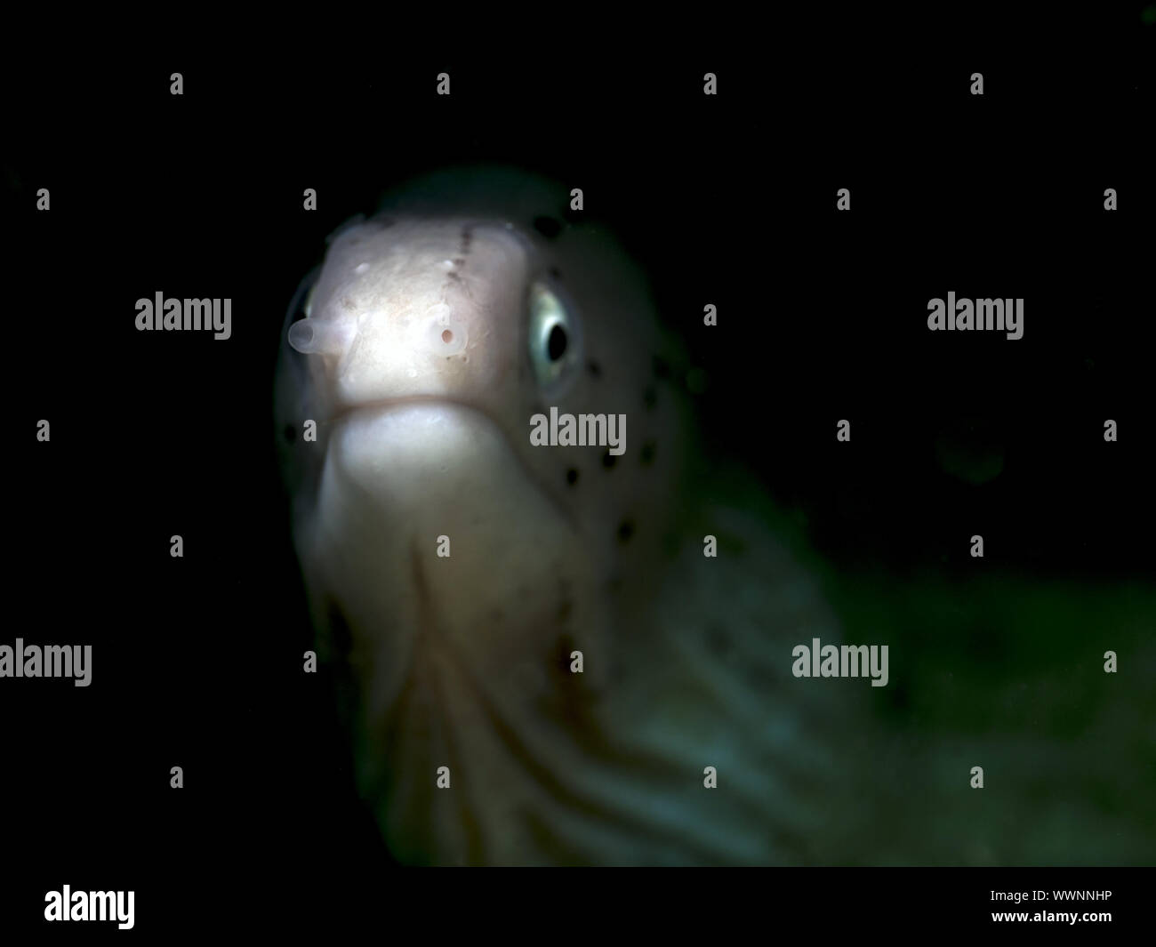 geometric moray (Gymnothorax griseus Stock Photo - Alamy