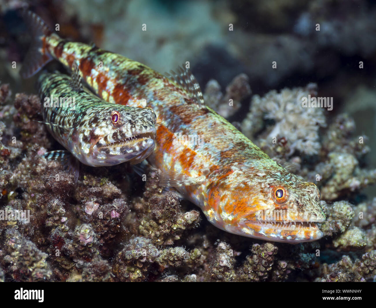 Lizardfishes hi-res stock photography and images - Alamy