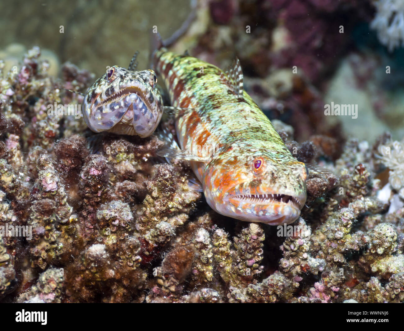 Synodontidae hi-res stock photography and images - Alamy