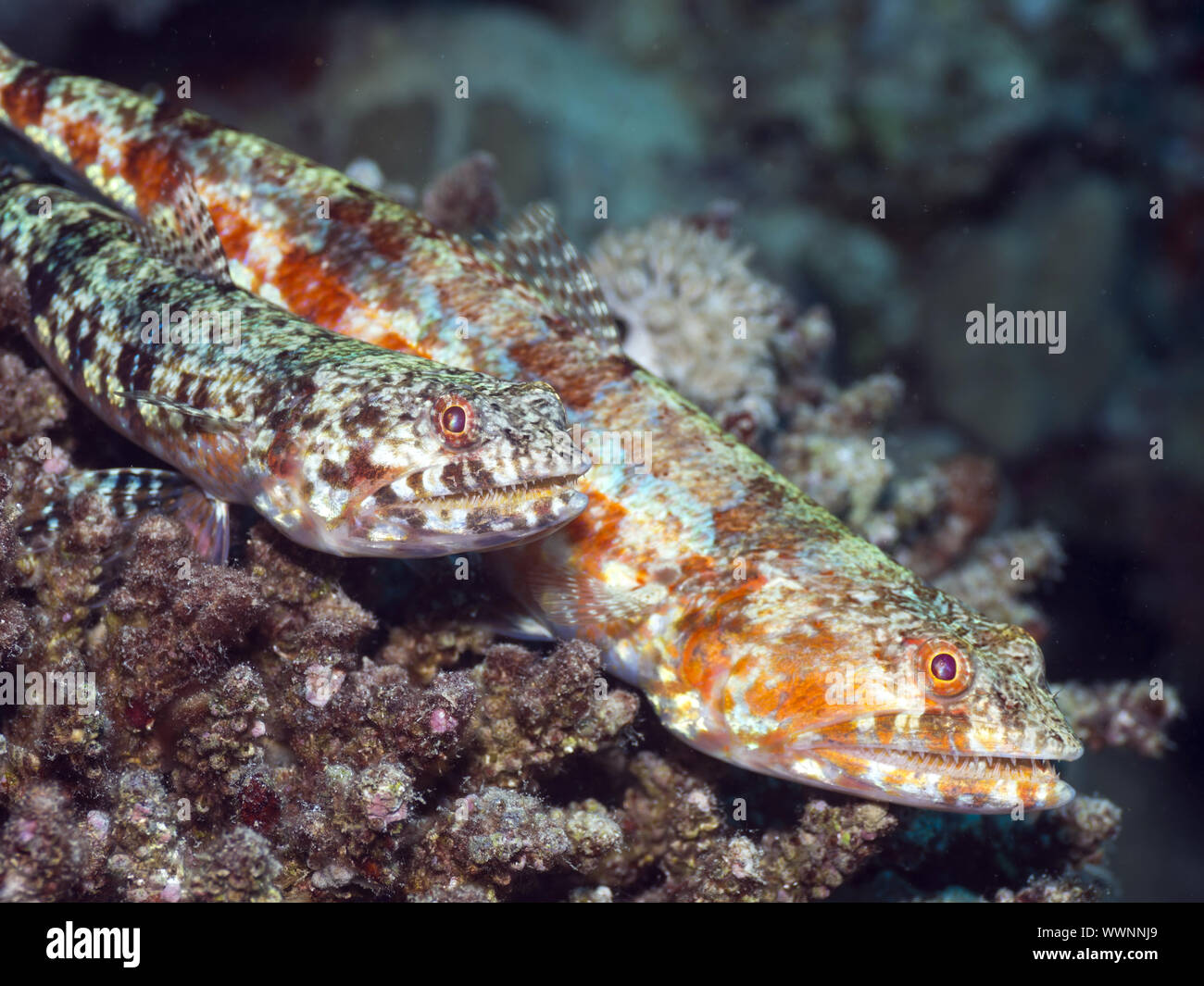 Lizardfishes hi-res stock photography and images - Alamy