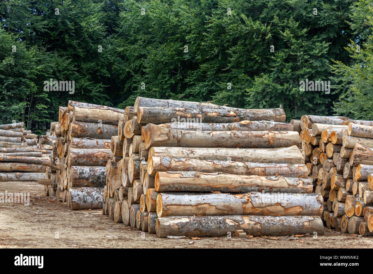 Trees cut in the forest. Tree stumps stacked. Destruction of forests ...