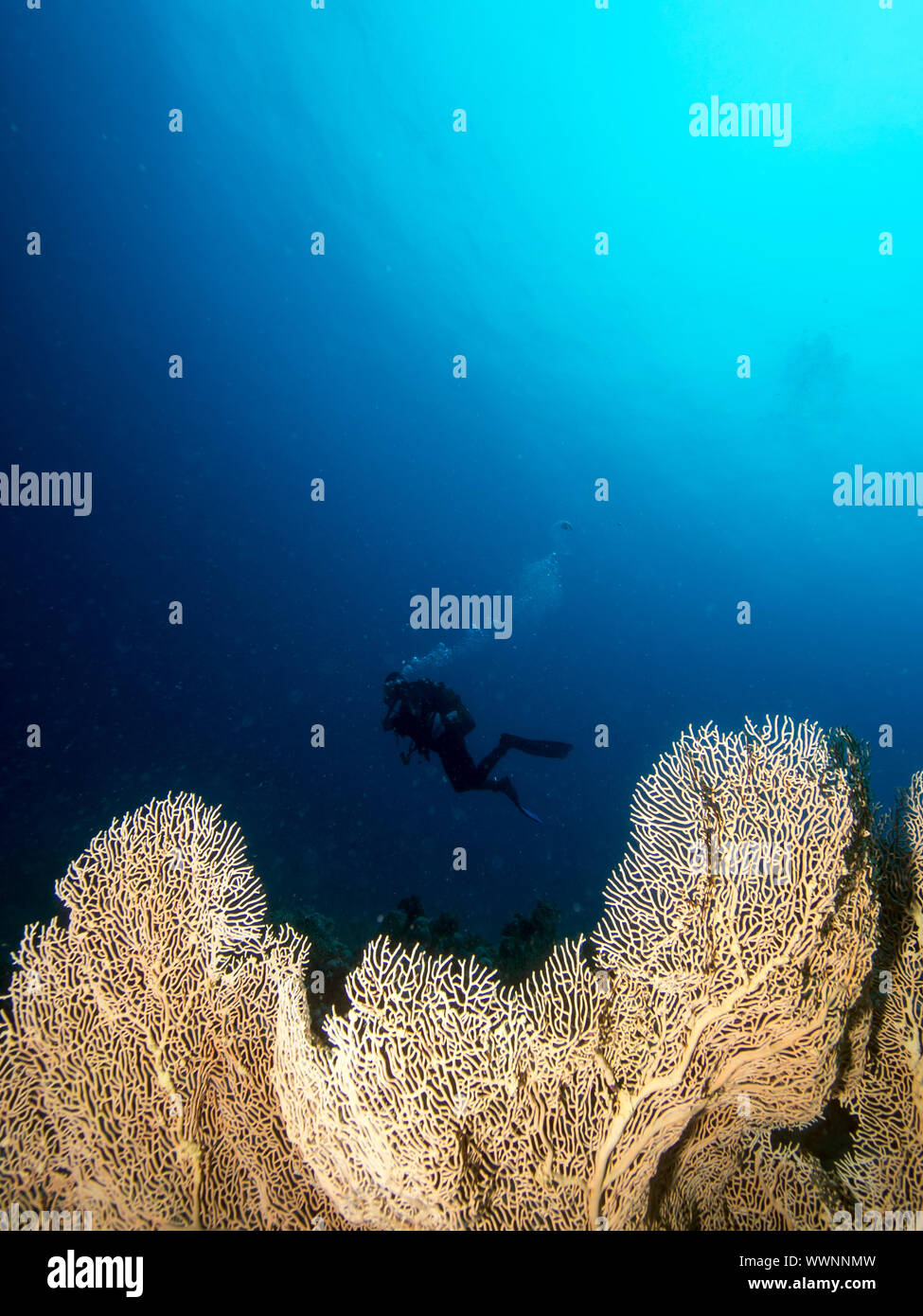 Gorgonian diver in background hi-res stock photography and images - Alamy