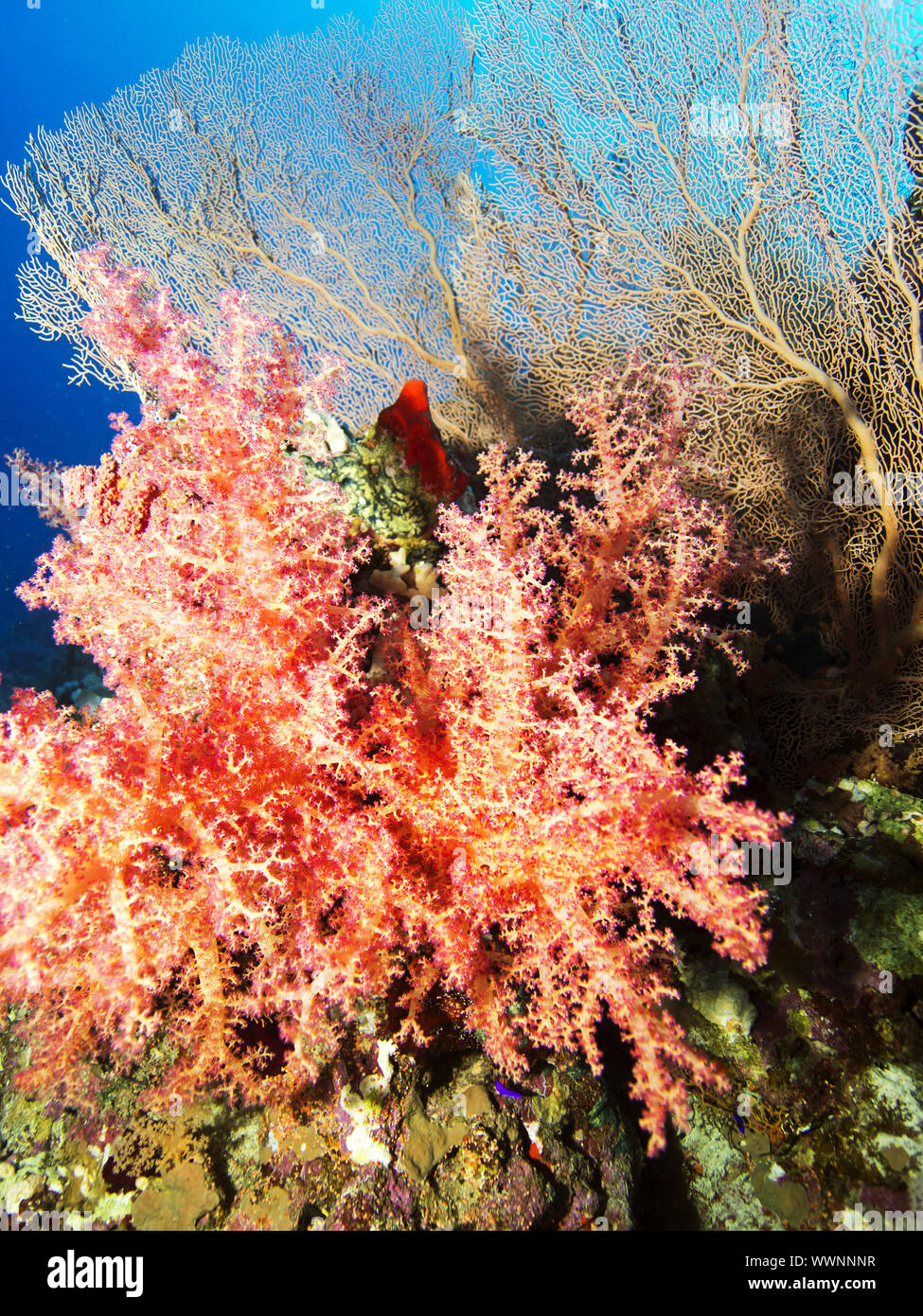 Diver with softcoral hi-res stock photography and images - Alamy