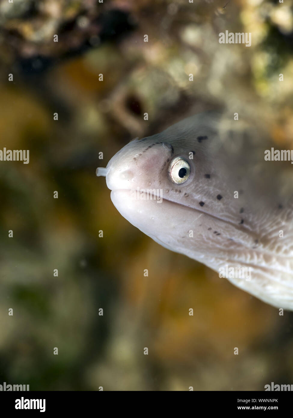 Geometric moray eel hi-res stock photography and images - Alamy