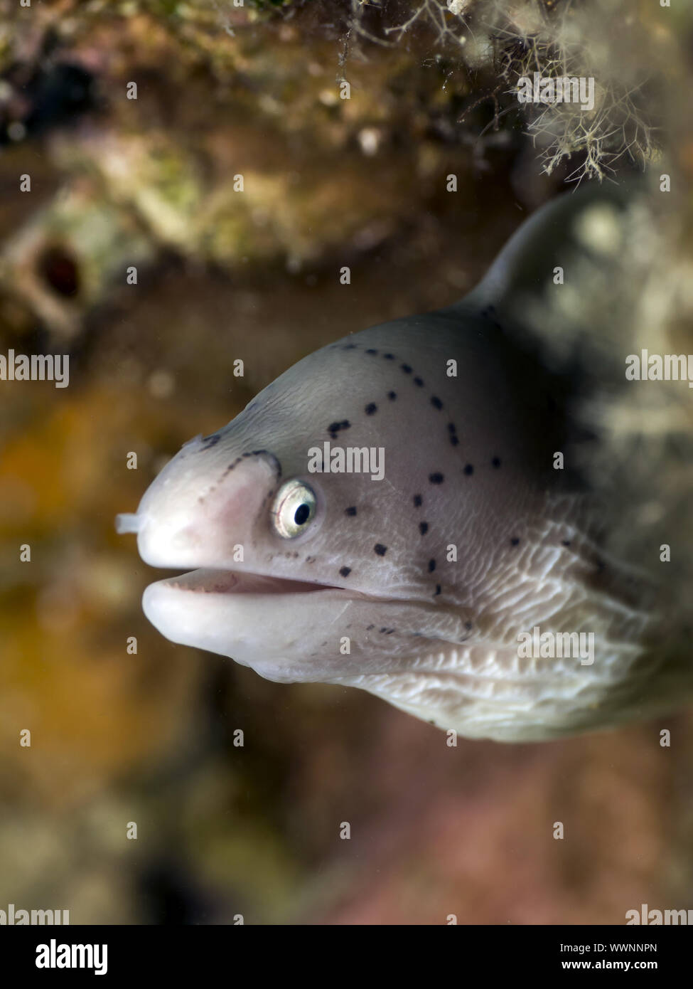 Geometric moray eel hi-res stock photography and images - Alamy