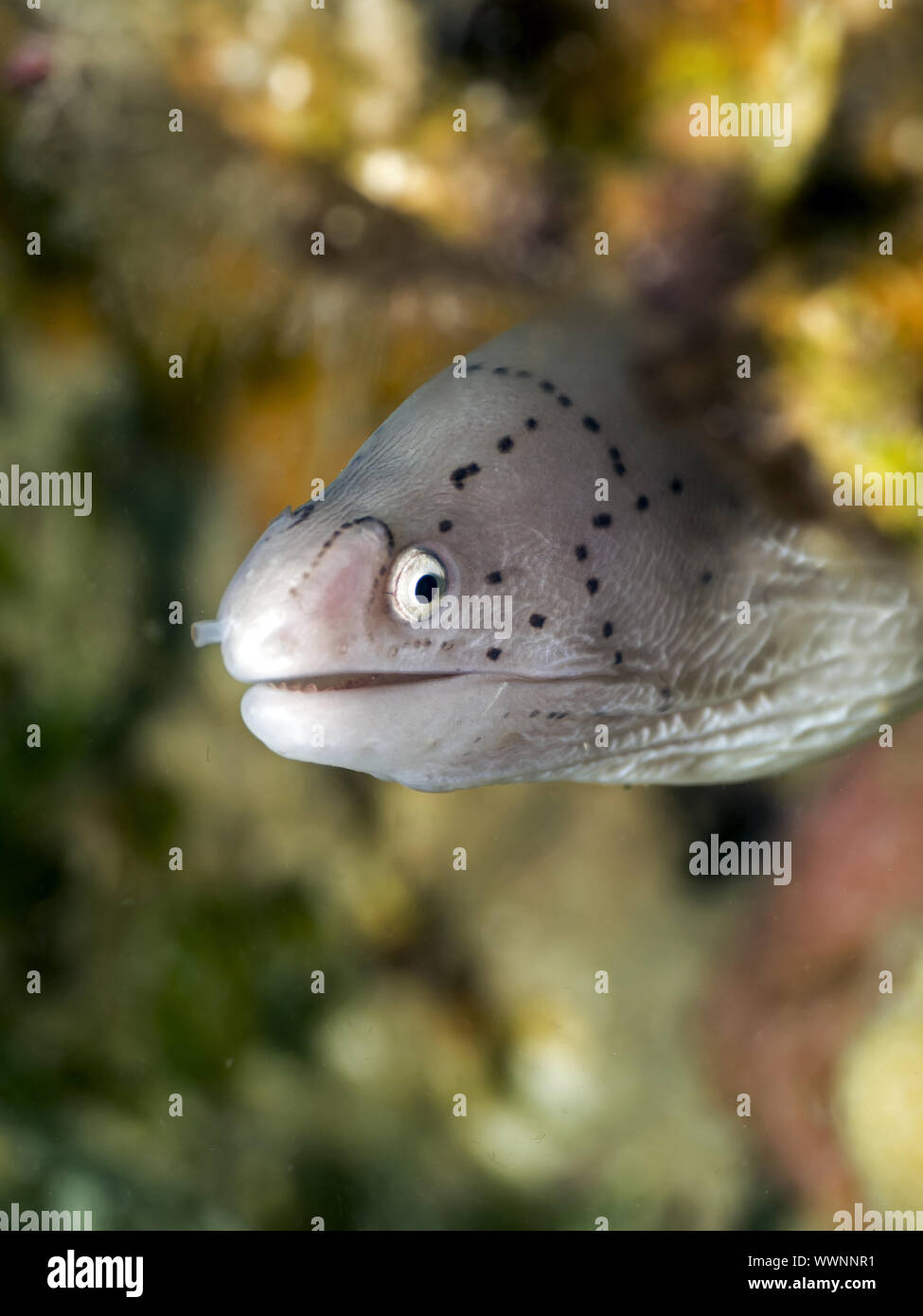 Geometric moray hi-res stock photography and images - Alamy