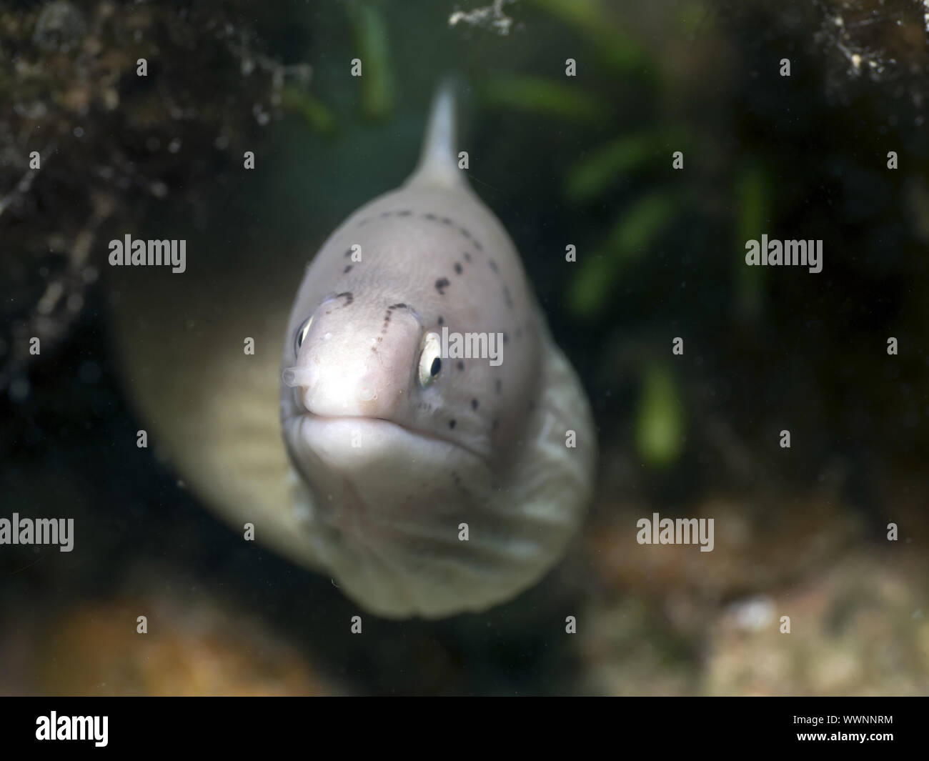 Geometric Moray High Resolution Stock Photography and Images - Alamy