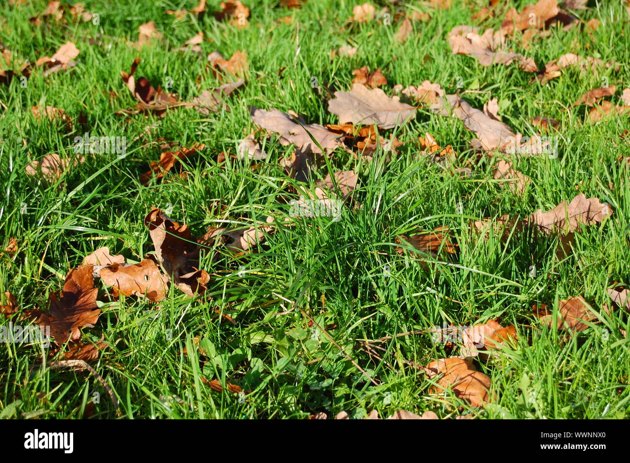 grass texture with leaves in autumn for background Stock Photo - Alamy