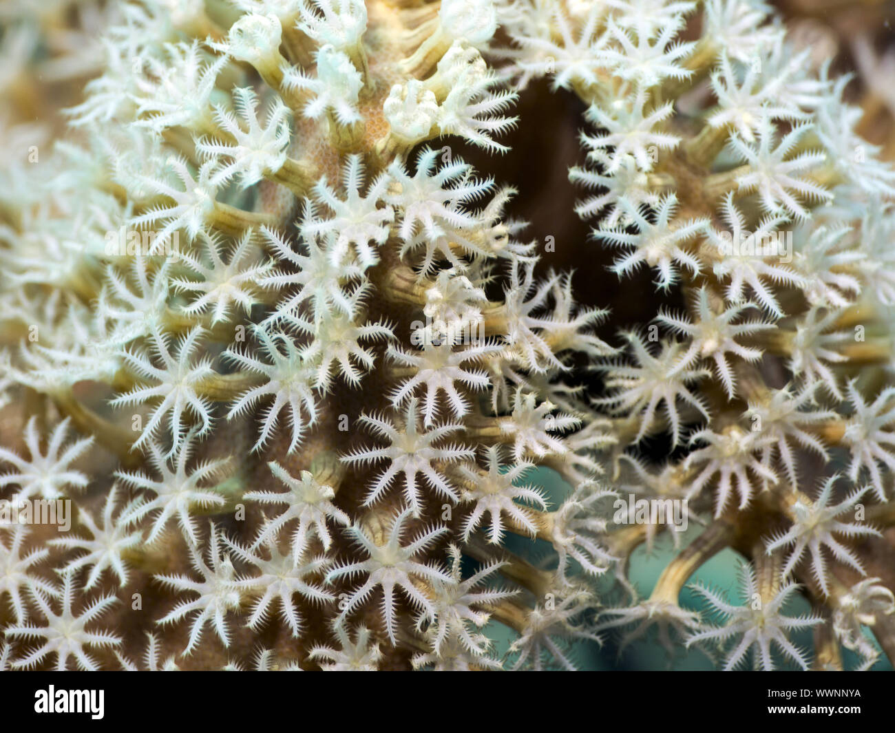 Coral polyp hi-res stock photography and images - Alamy