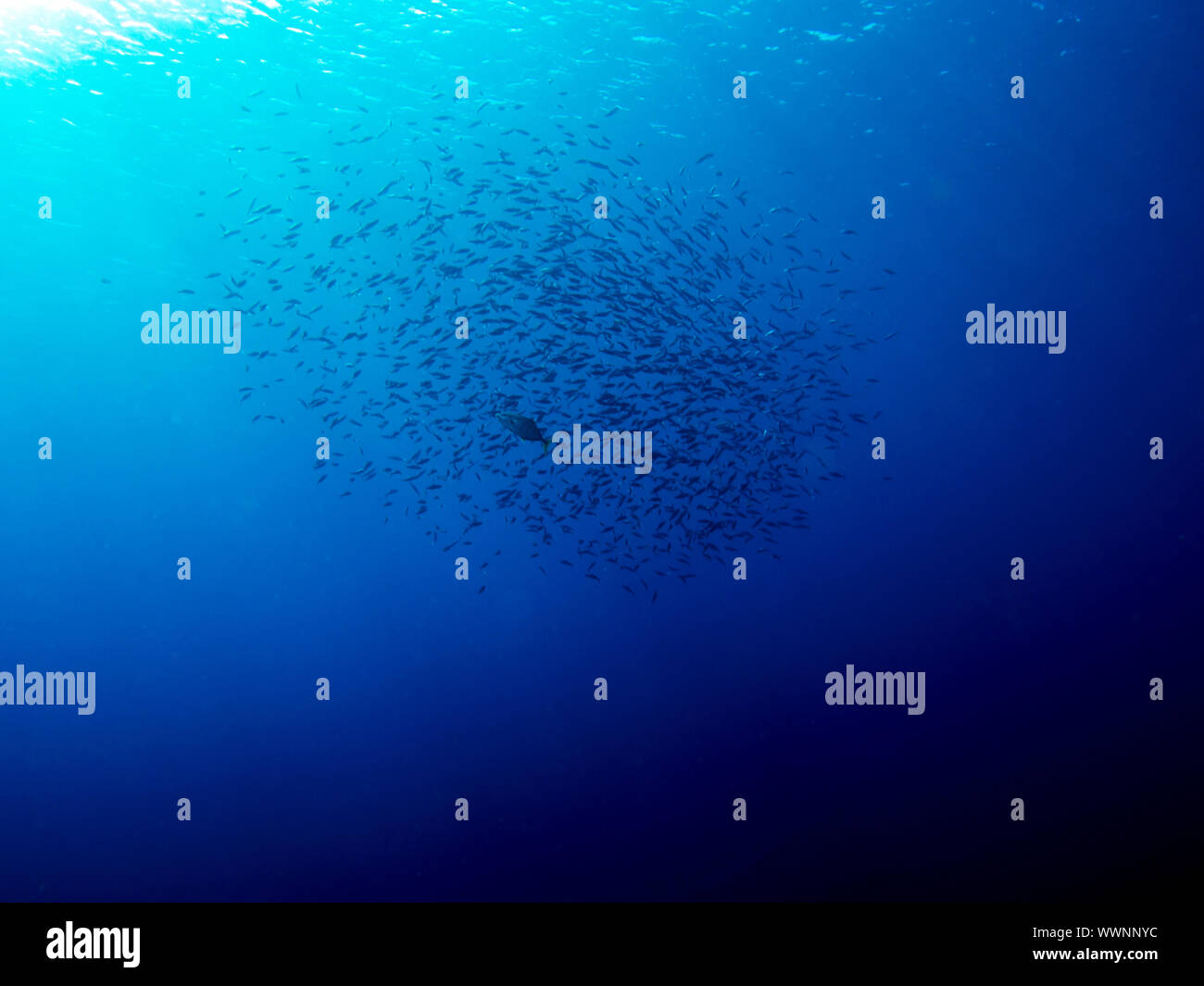 Shoaling water hi-res stock photography and images - Alamy