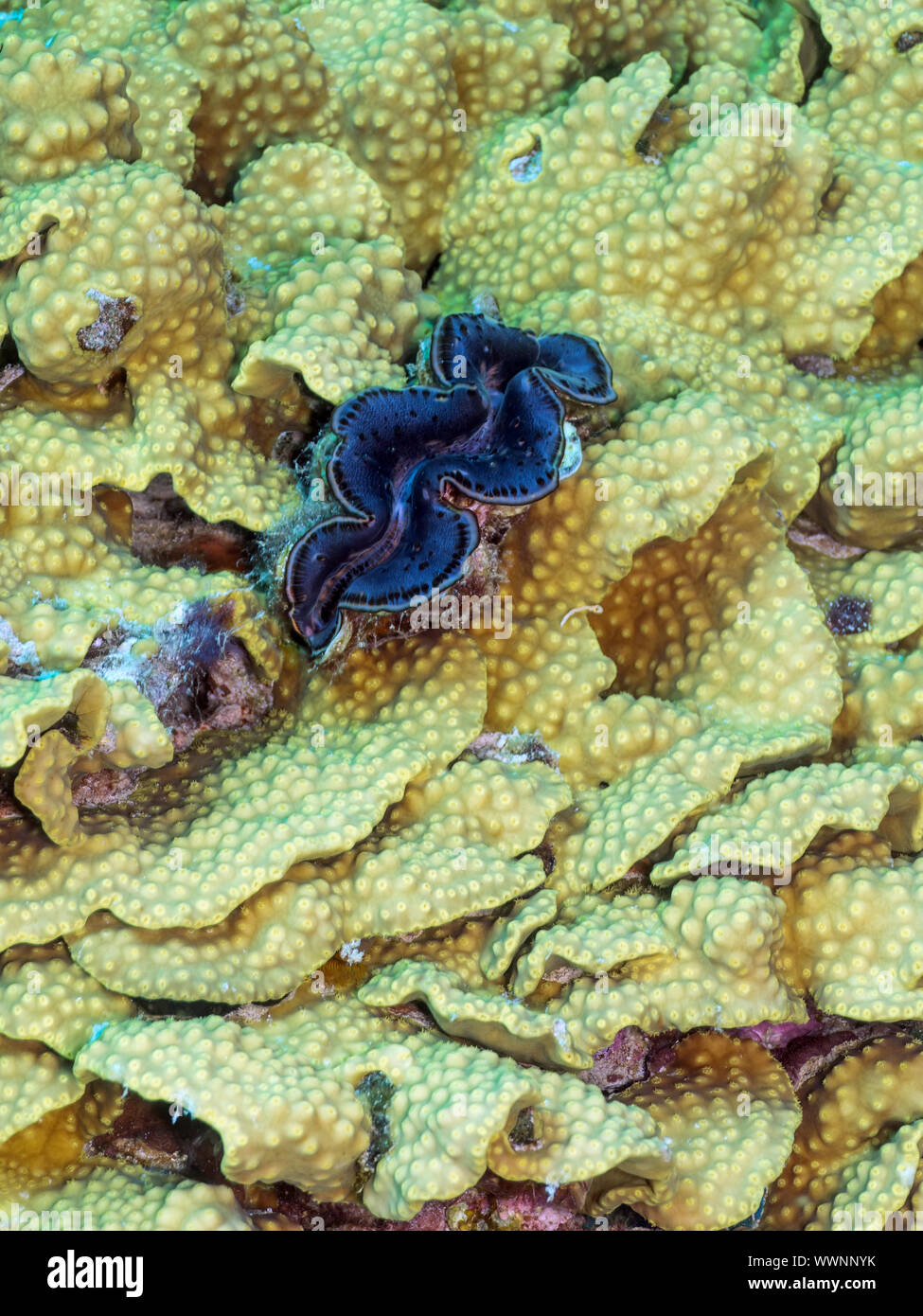 Shell in a coral Stock Photo - Alamy