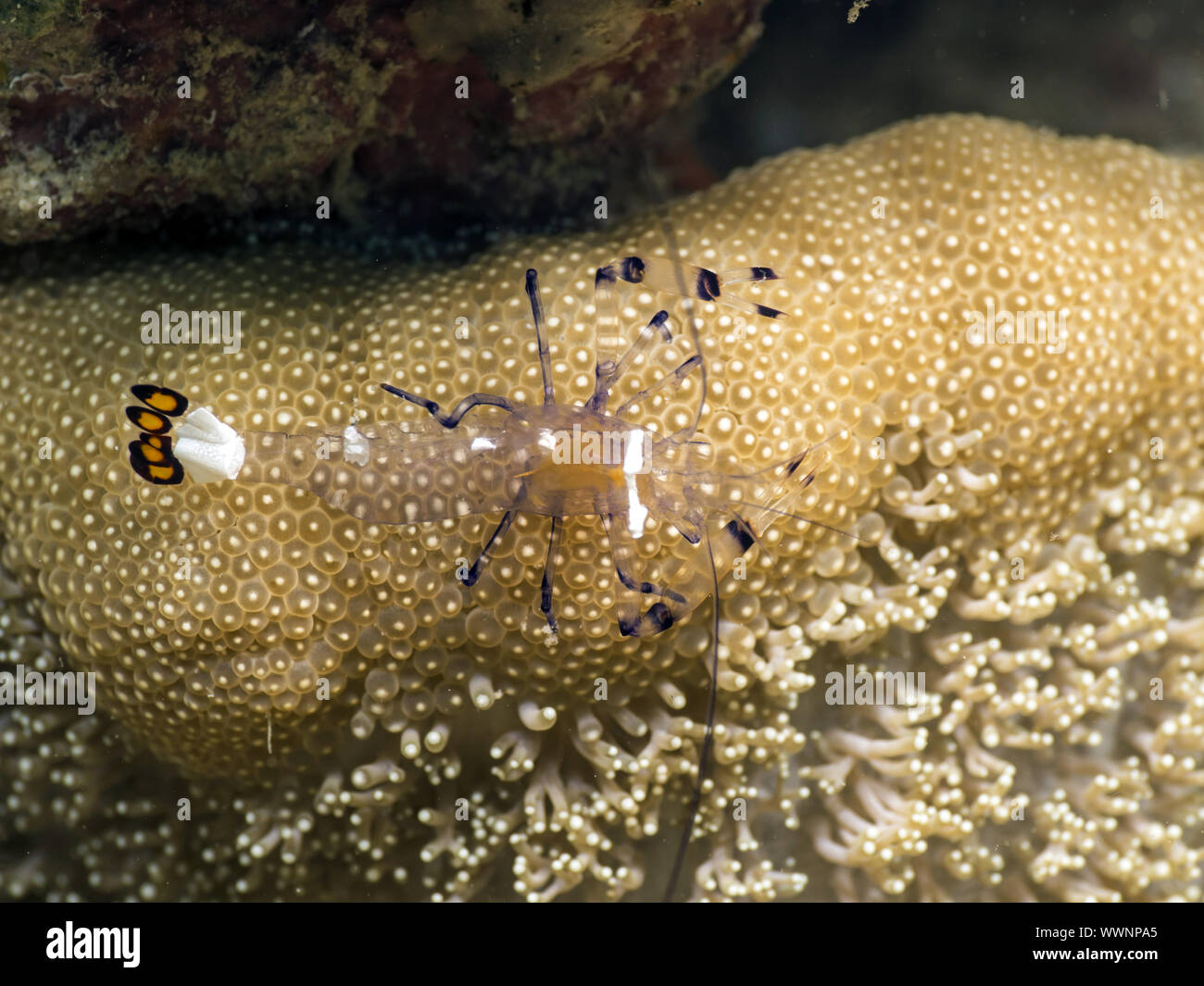 Glass Anemone Shrimp Stock Photo - Alamy