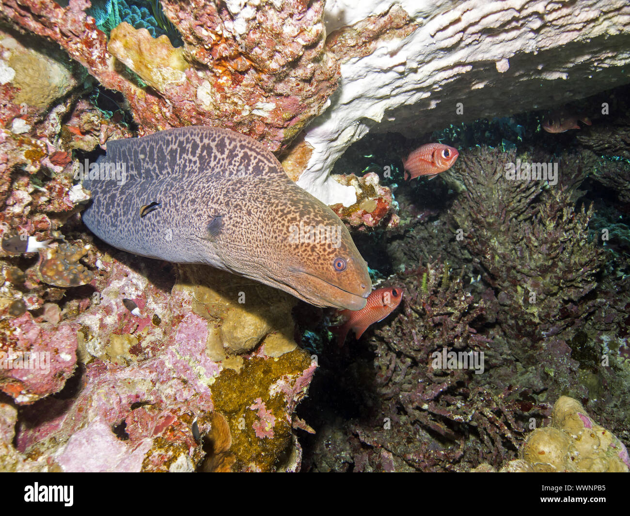 Morayeel hi-res stock photography and images - Alamy
