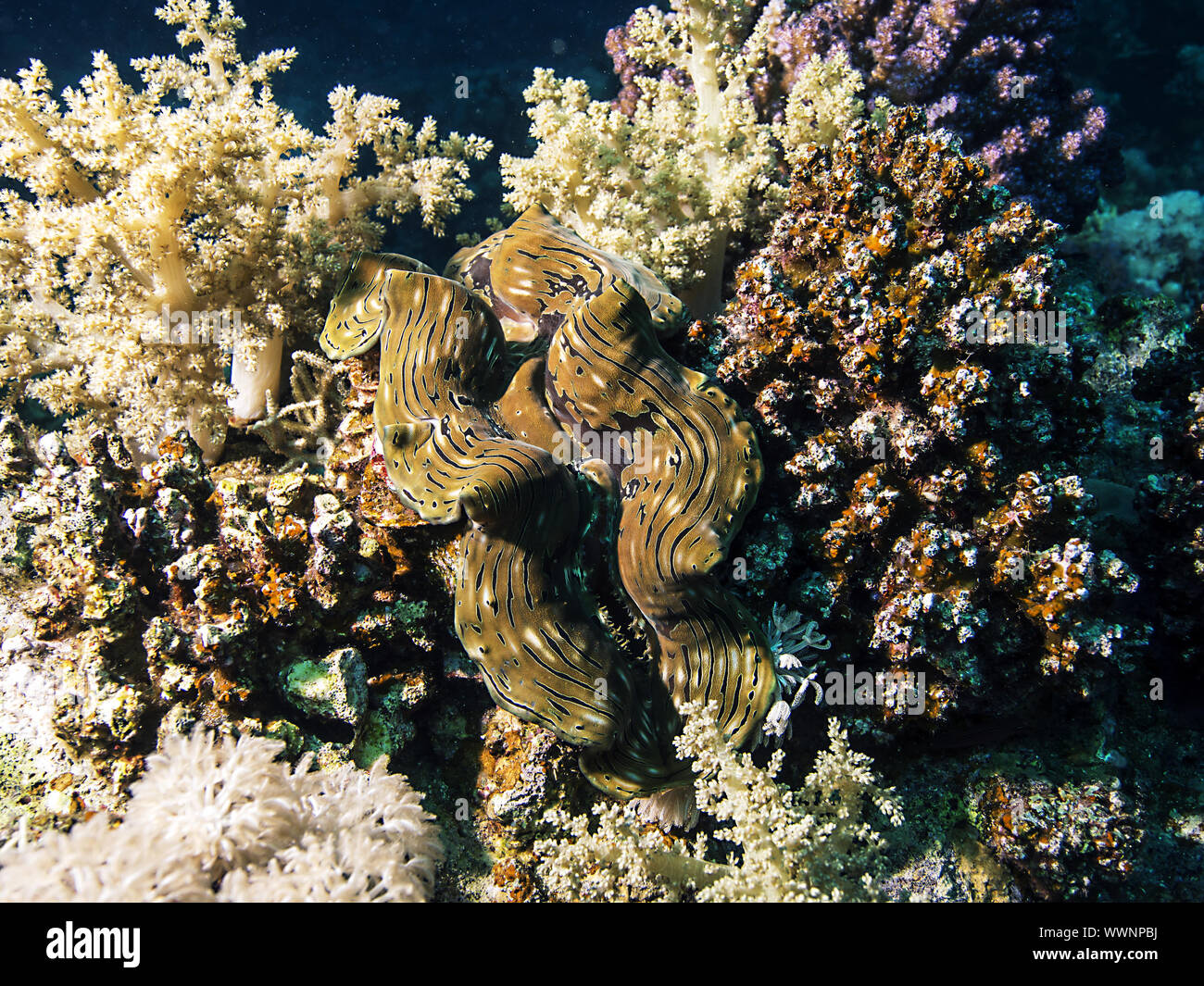 Giant clam (tridacna gigas) hi-res stock photography and images - Alamy