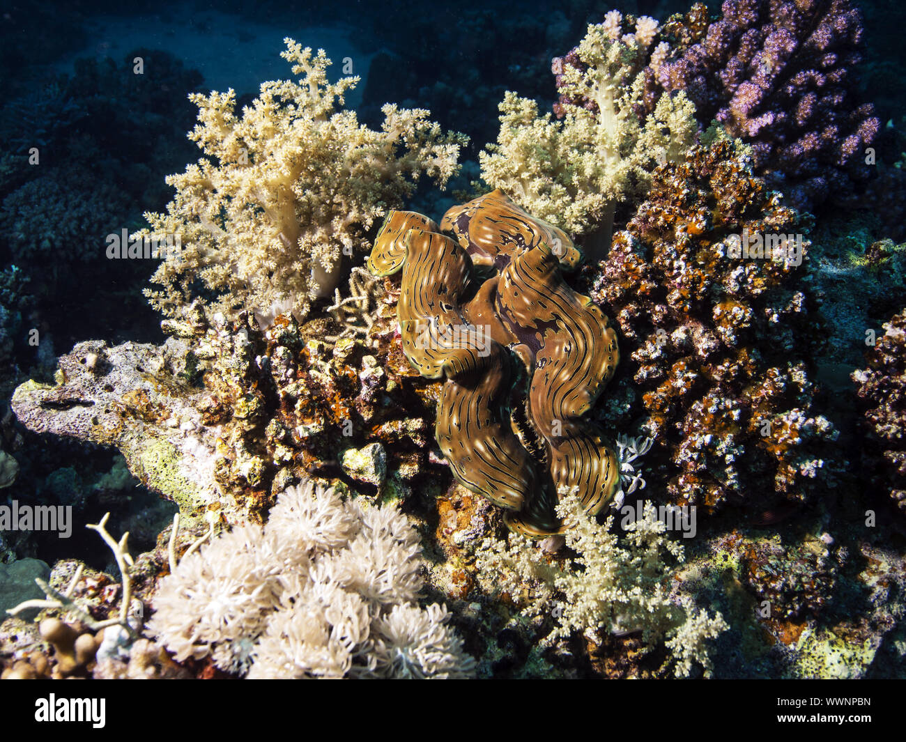 Clam tridacna underwater hi-res stock photography and images - Alamy