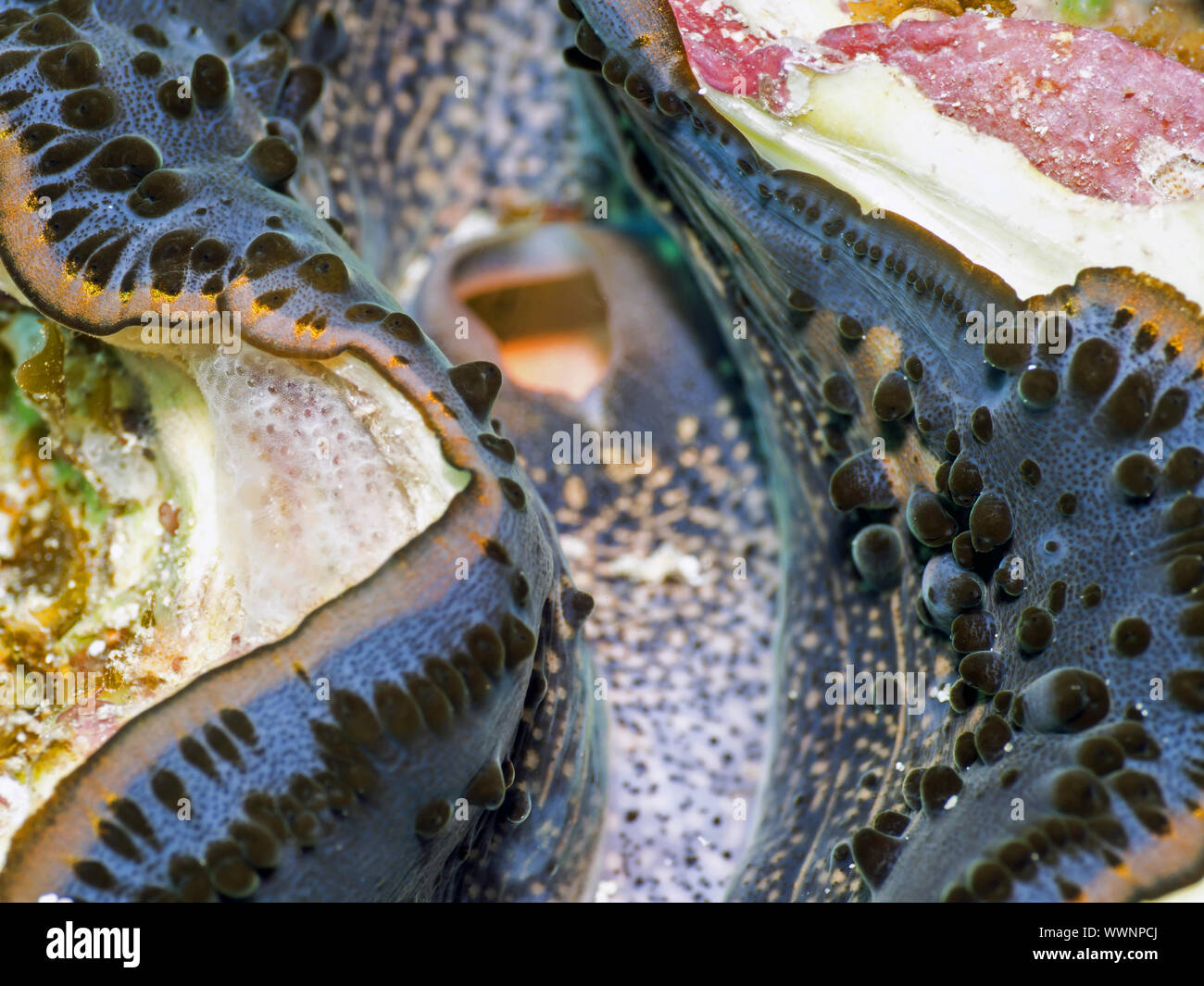 Giant clam (tridacna gigas) hi-res stock photography and images - Alamy